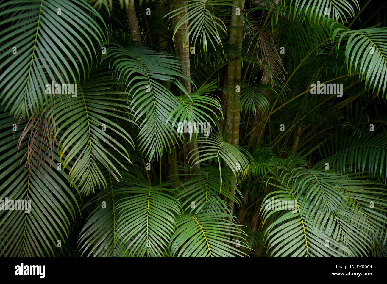 Frond tree hi-res stock photography and images - Alamy