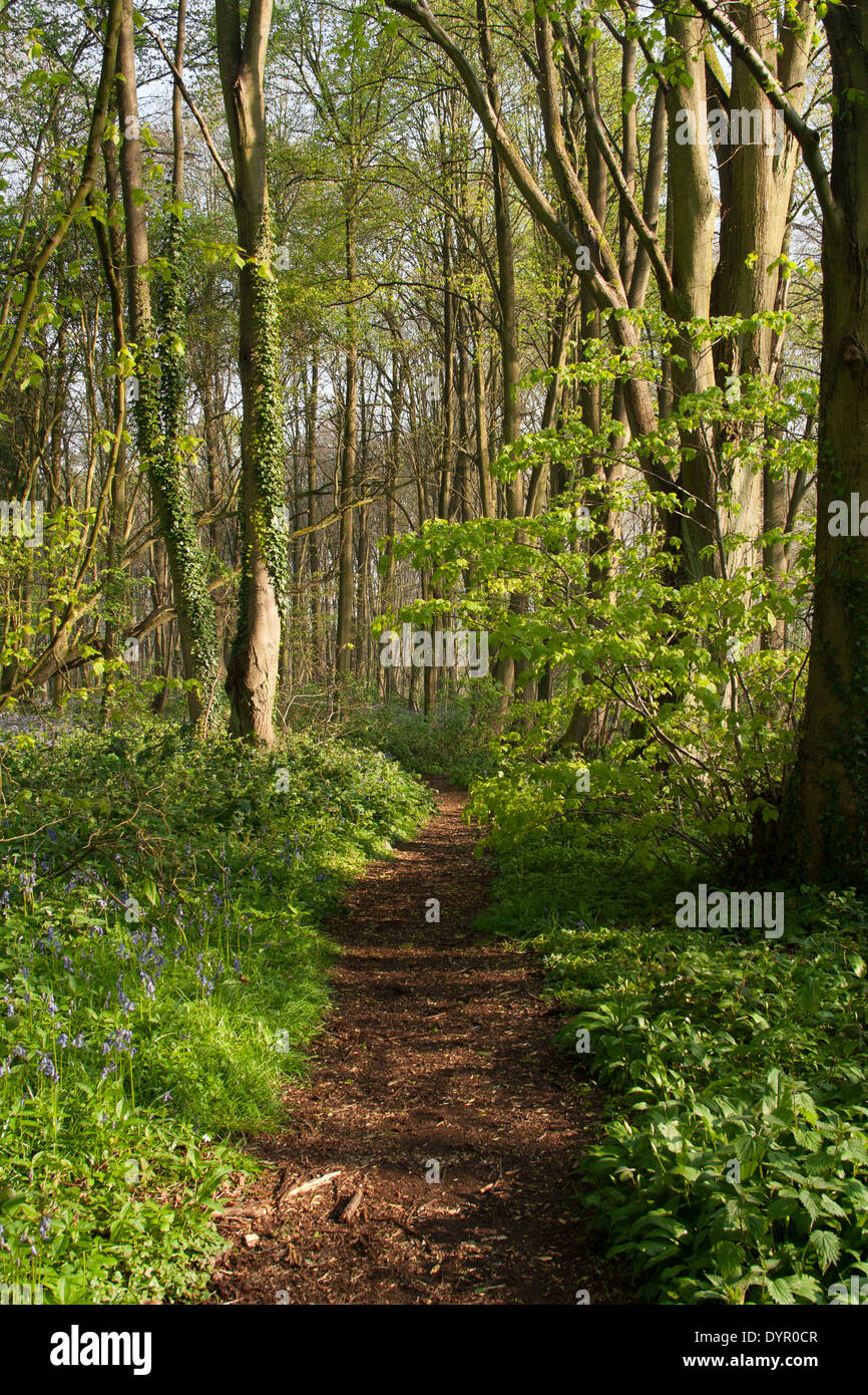 Woodland path in spring hi-res stock photography and images - Alamy
