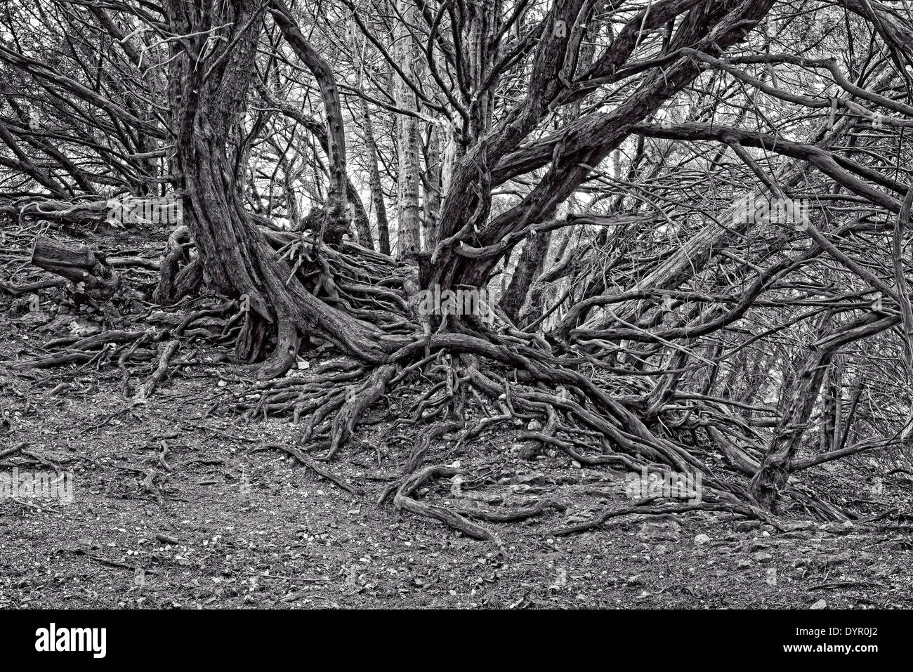 Tangled tree roots hi-res stock photography and images - Alamy