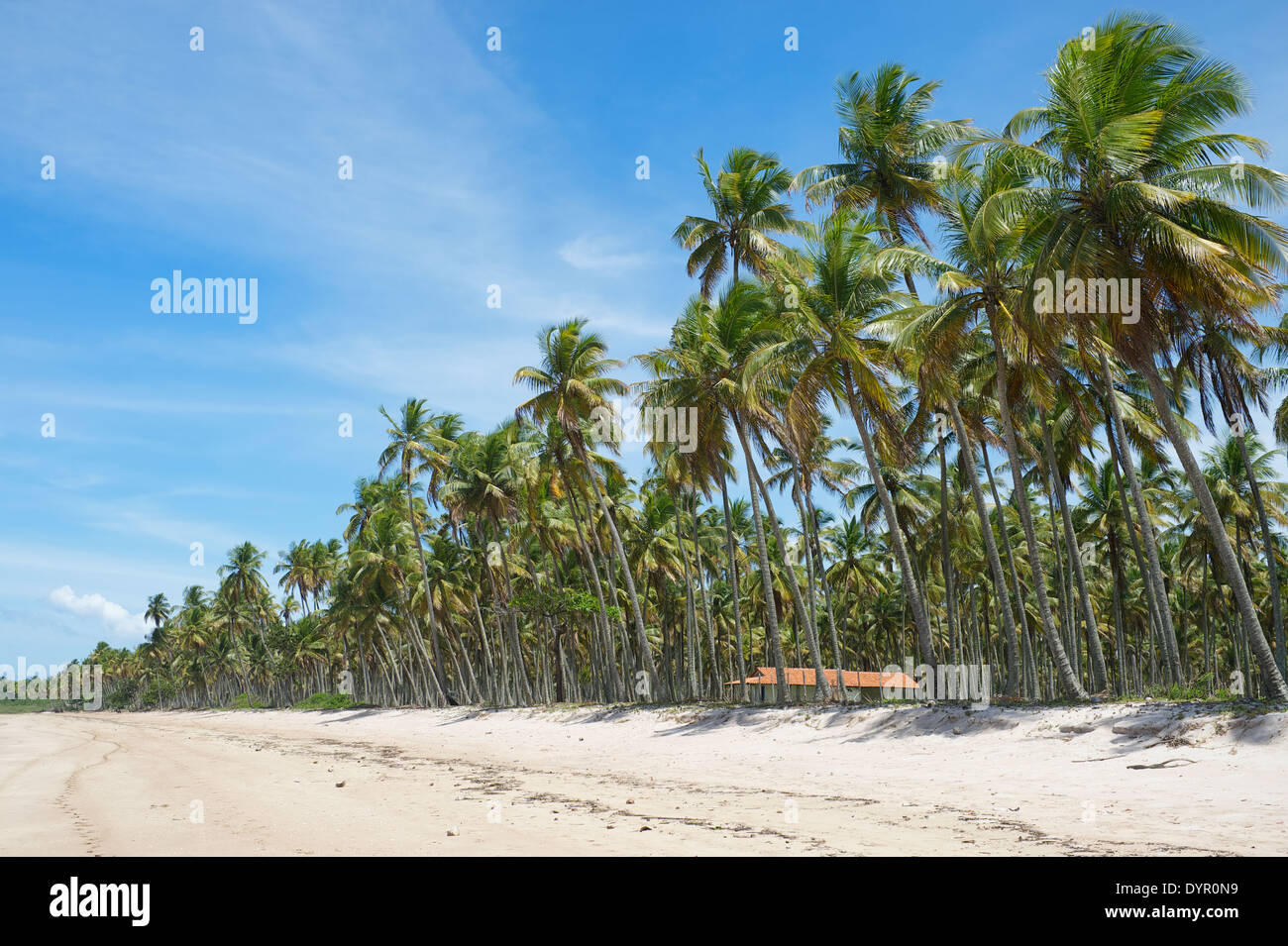 Palm trees on wide remote tropical Brazilian beach Bahia Brazil Stock ...
