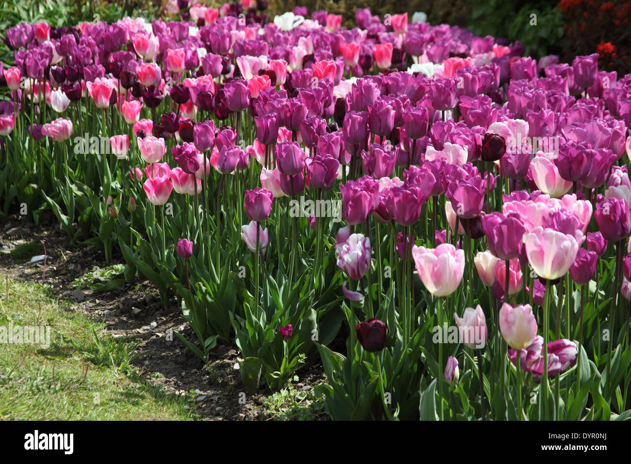 Tulipa mass planting close up of bulbs in flower Pink White Deep pink ...