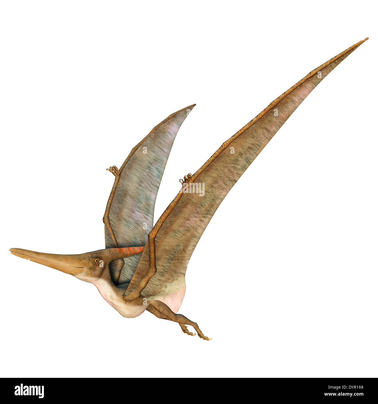 3D digital render of a prehistoric flying reptile Pteranodon isolated ...