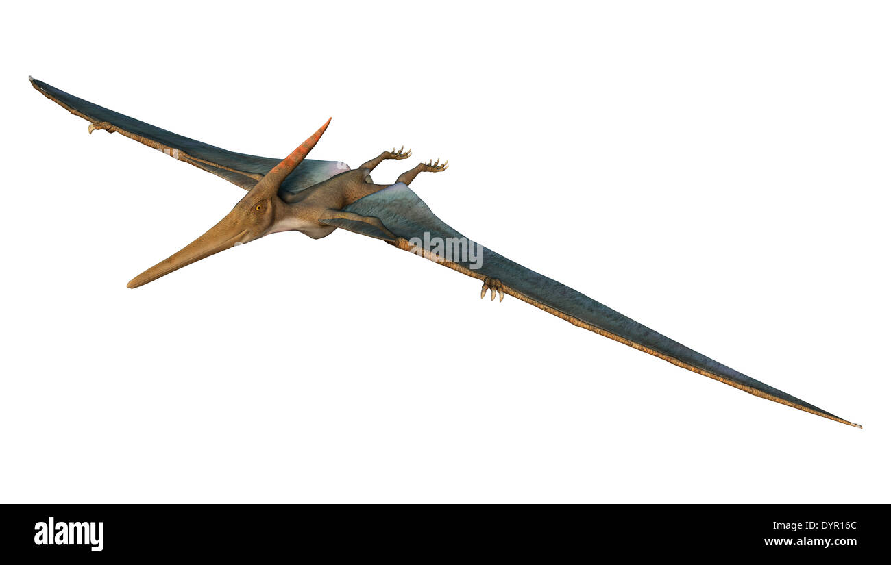 3D digital render of a prehistoric flying reptile Pteranodon isolated ...