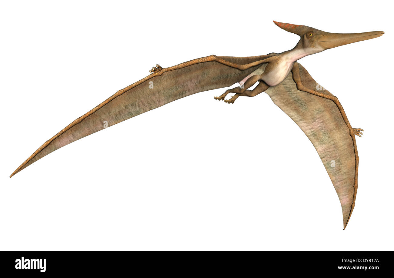 3D digital render of a prehistoric flying reptile Pteranodon isolated ...