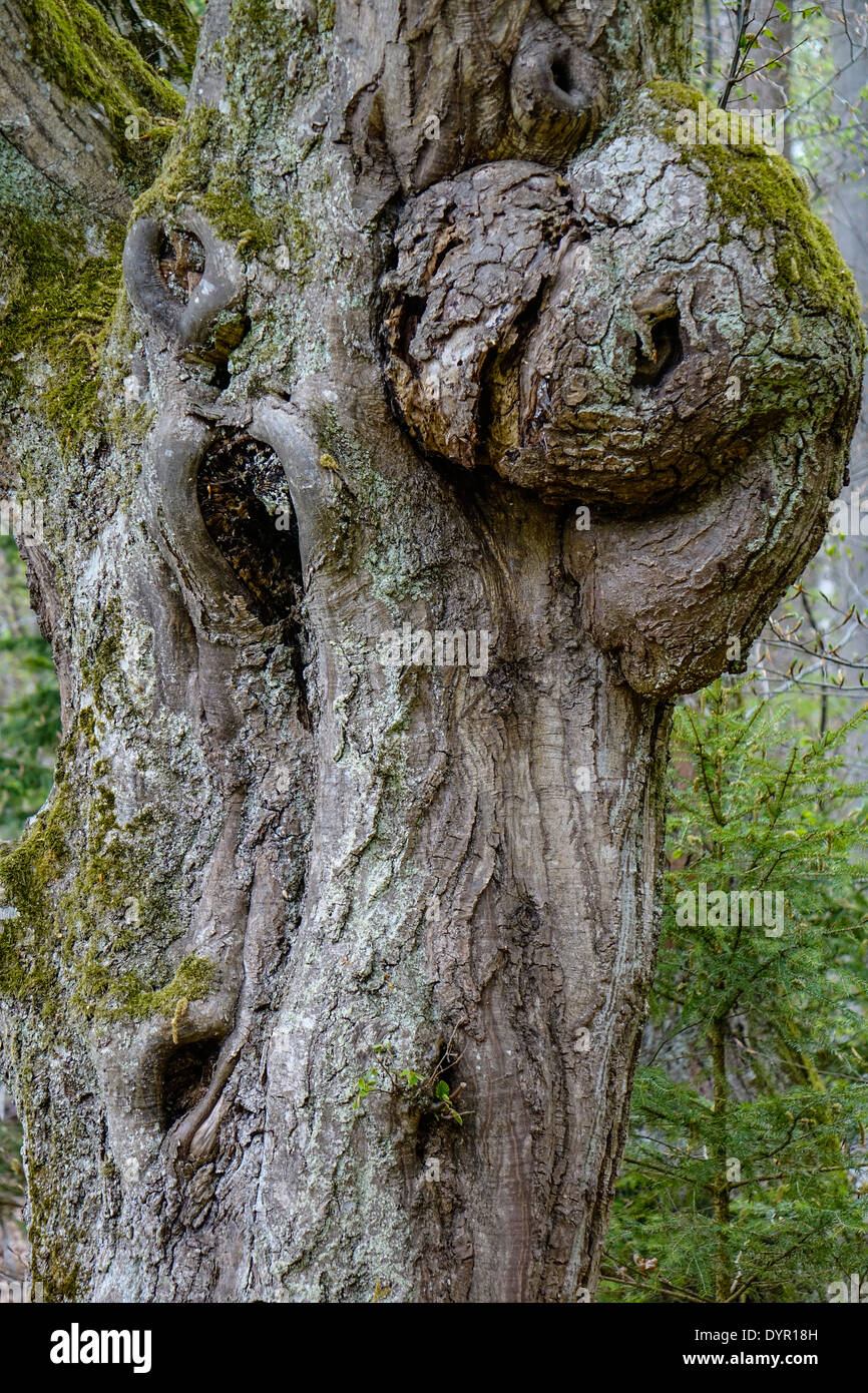 Gnarled tree branch hi-res stock photography and images - Alamy