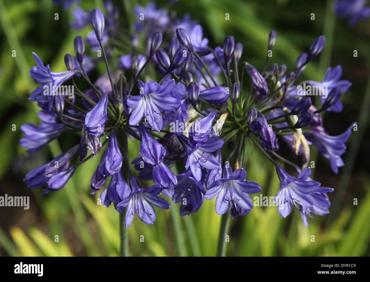 Sandringham flower hi-res stock photography and images - Alamy