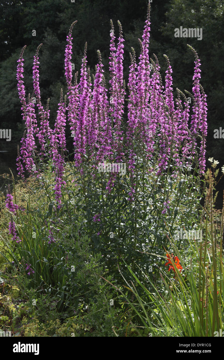 Lythrum salicaria Purple loosestrife plants in flower Stock Photo - Alamy