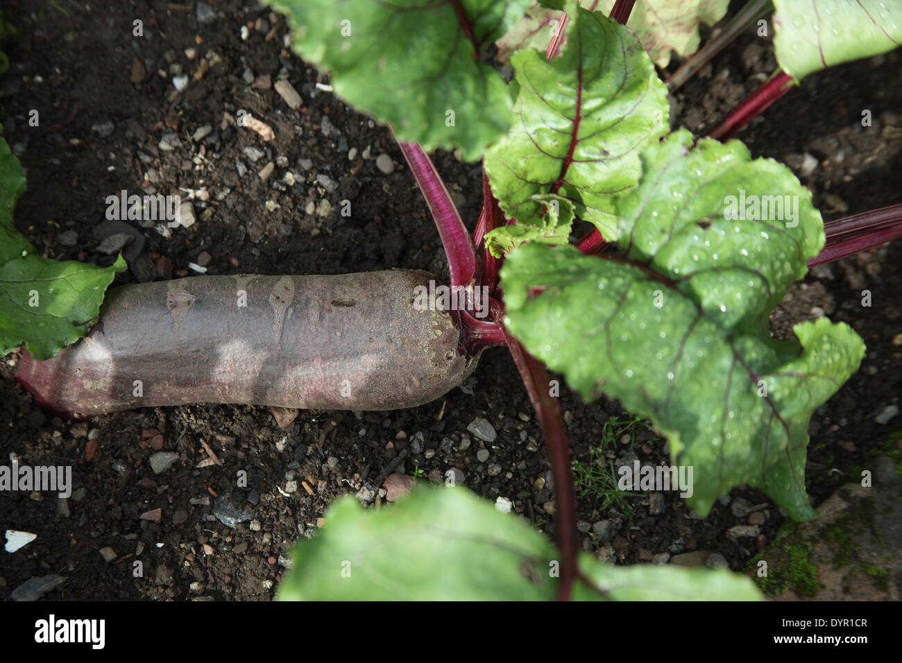 Beta vulgaris alto hi-res stock photography and images - Alamy