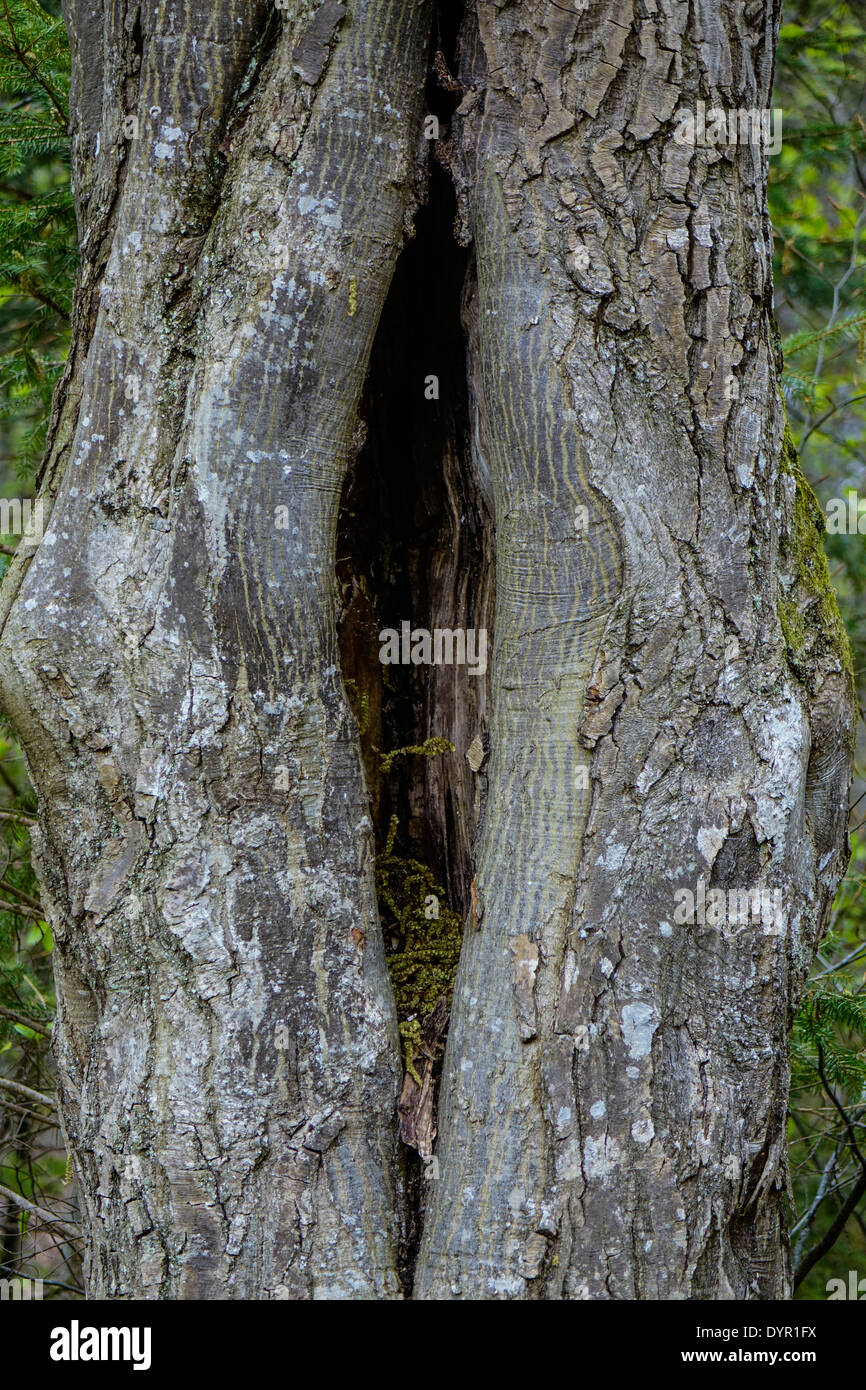 Age gnarled tree trunk in the forest Stock Photo - Alamy