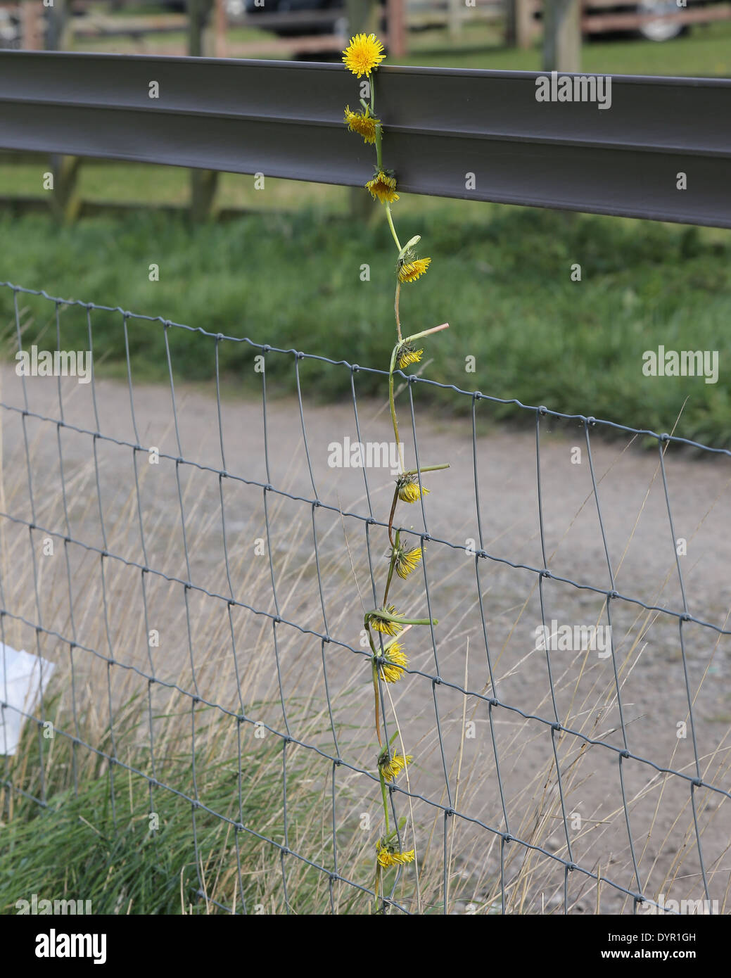 Chain of flowers hi-res stock photography and images - Alamy
