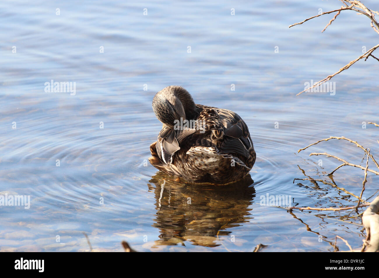 Female preening hi-res stock photography and images - Alamy