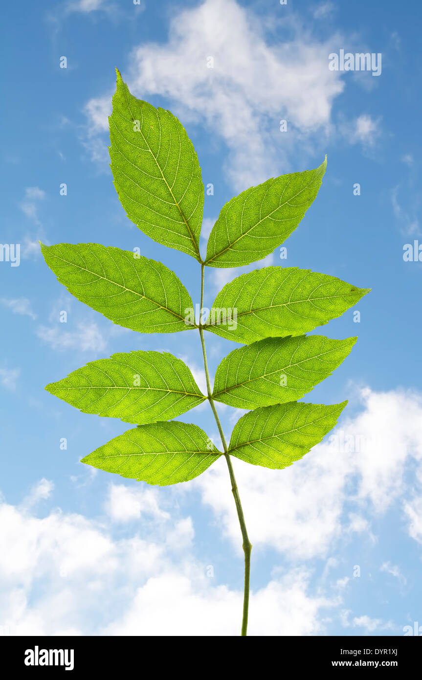 Ash tree leaves on a sky background Stock Photo - Alamy