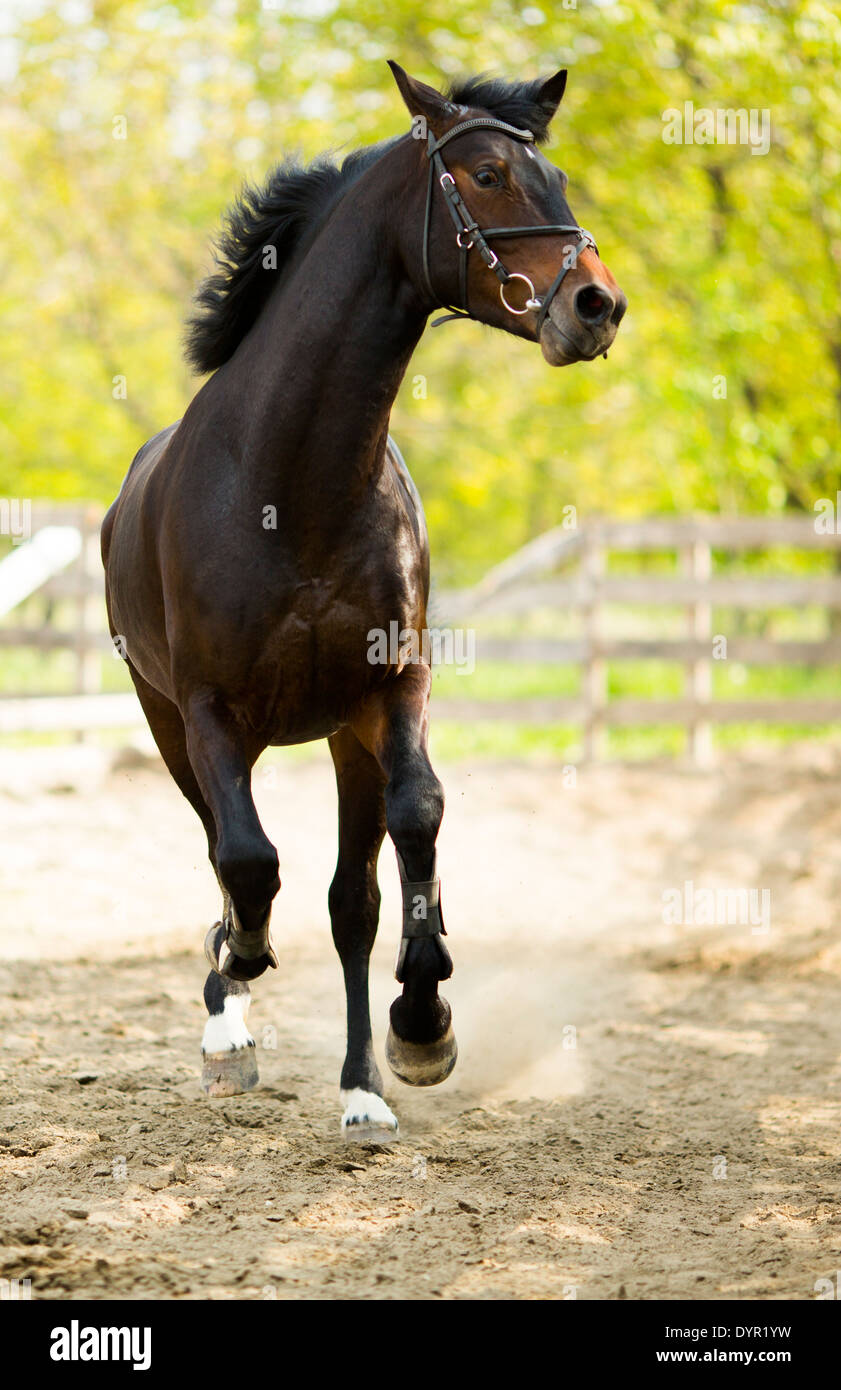 Horse running fast motion hi-res stock photography and images - Alamy