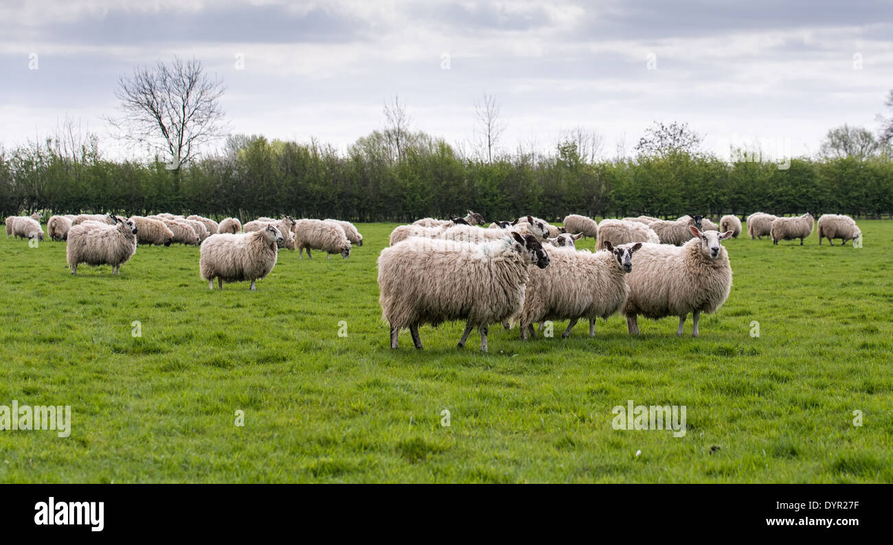 Woolly sheep face hi-res stock photography and images - Alamy