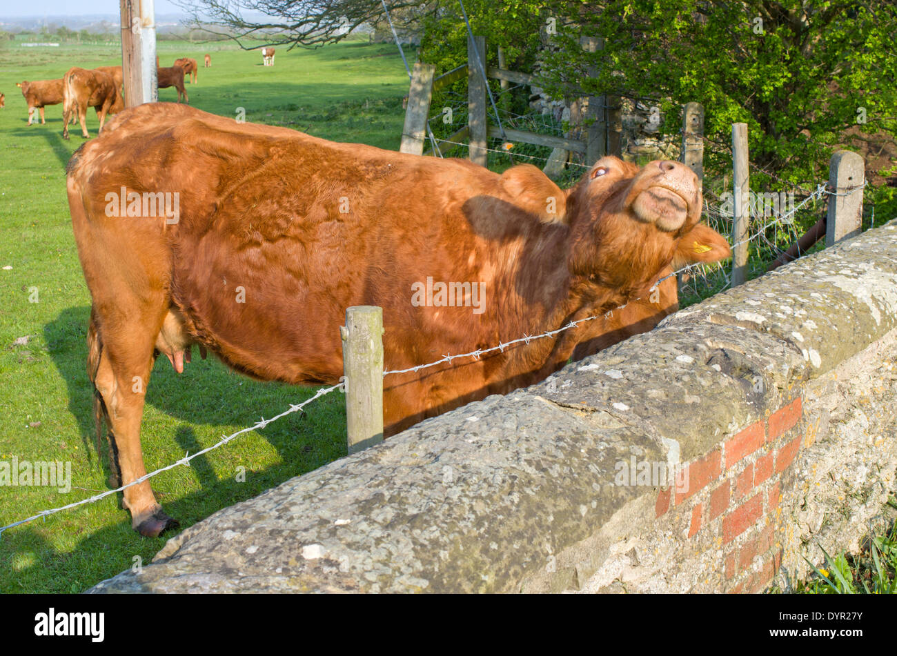 Scratching cow hi-res stock photography and images - Alamy