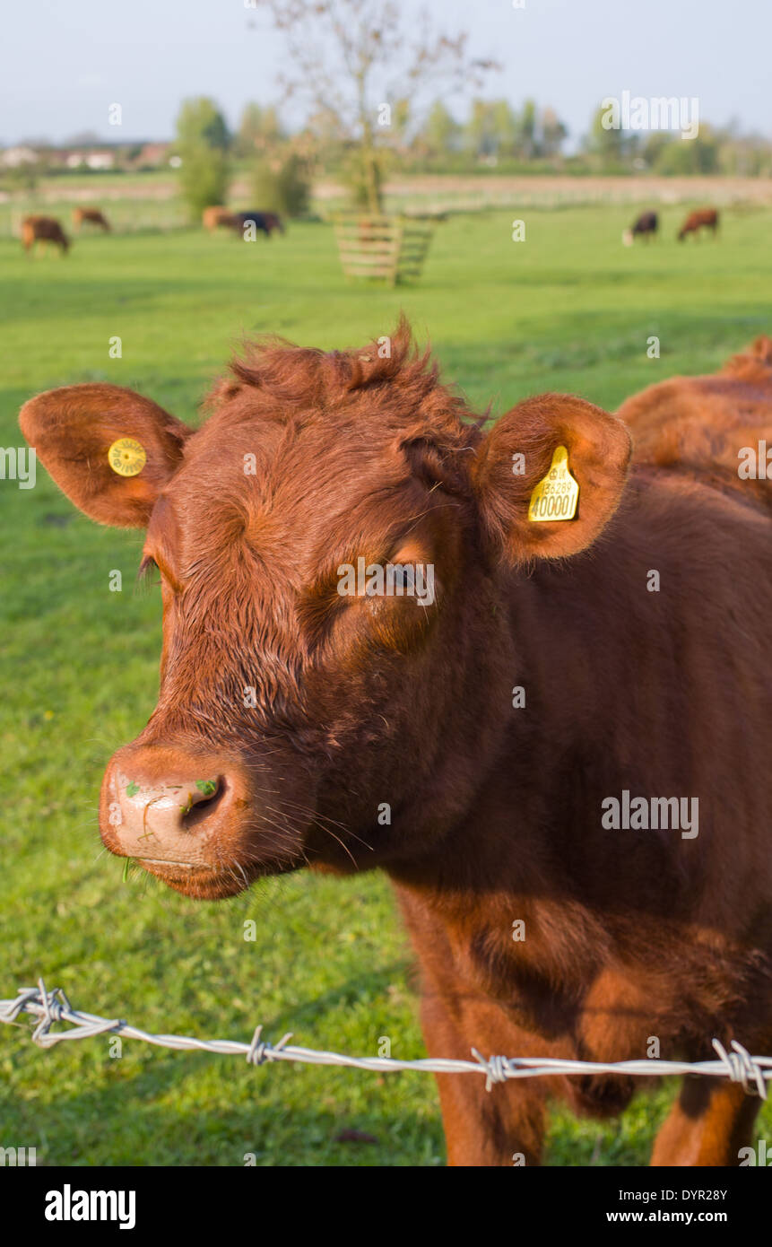Brown dairy cow hi-res stock photography and images - Alamy