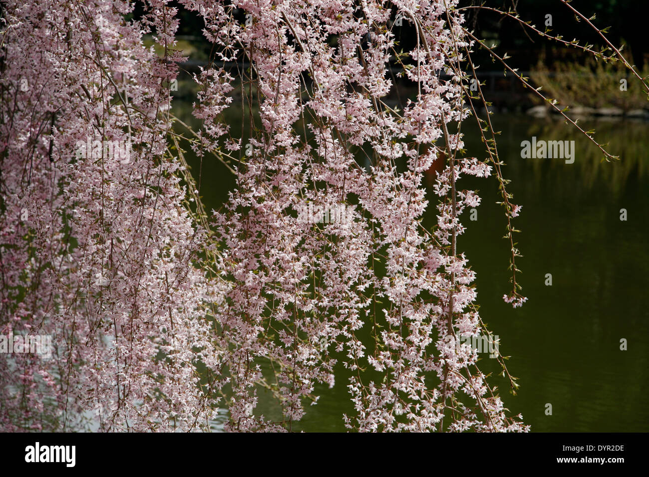 Tree Native To Japan High Resolution Stock Photography and Images - Alamy