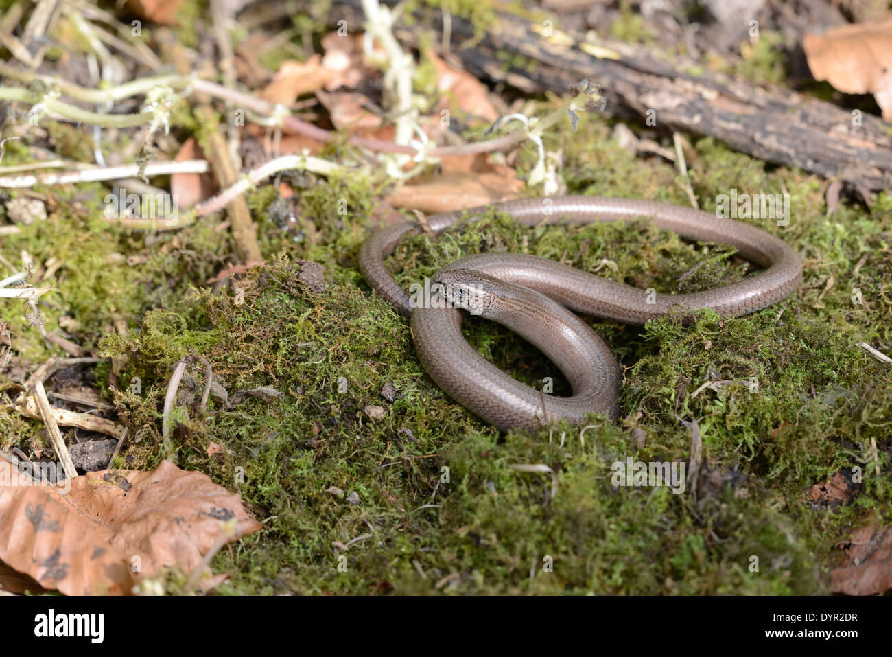 Slow worm (Anguis fragilis). This individual shows some blue spots on ...