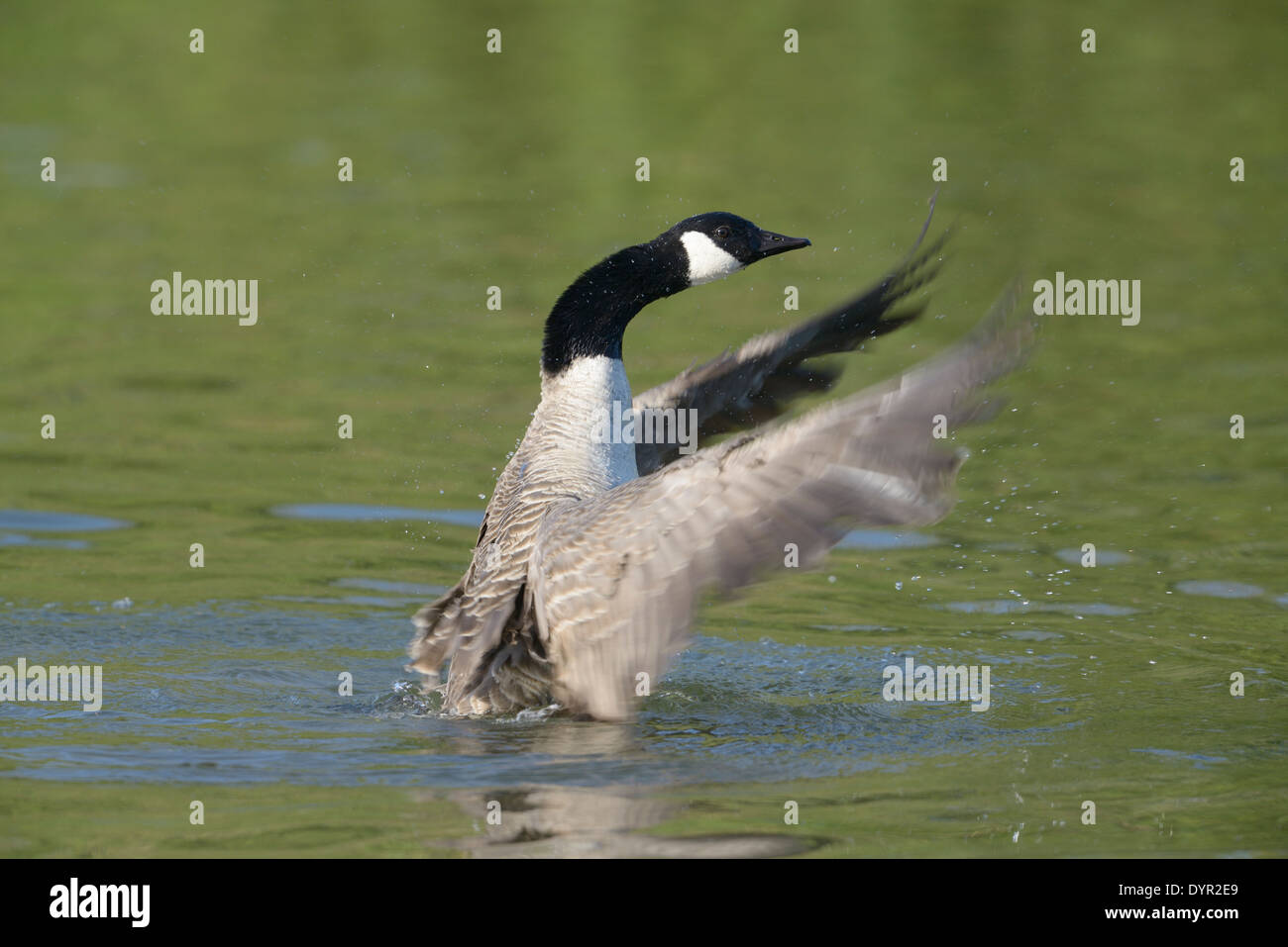 Preening Flapping And Bathing Behaviour High Resolution Stock ...