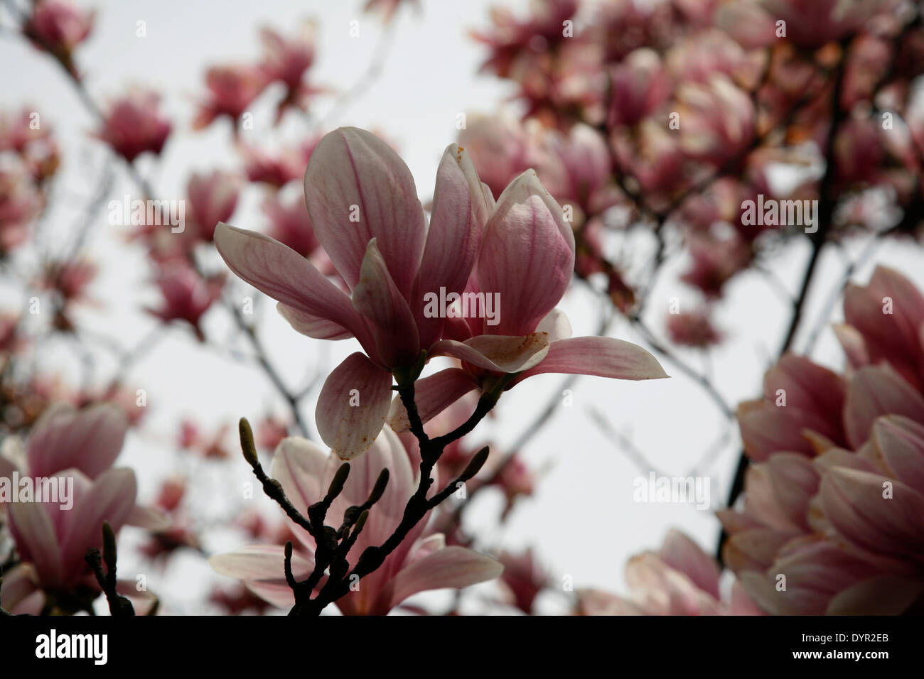 Yulania liliiflora hi-res stock photography and images - Alamy