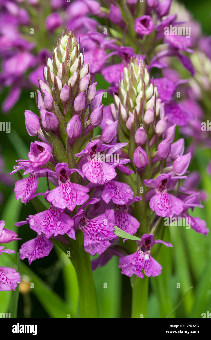 Madeira Orchid, Dactylorhiza foliosa Stock Photo - Alamy