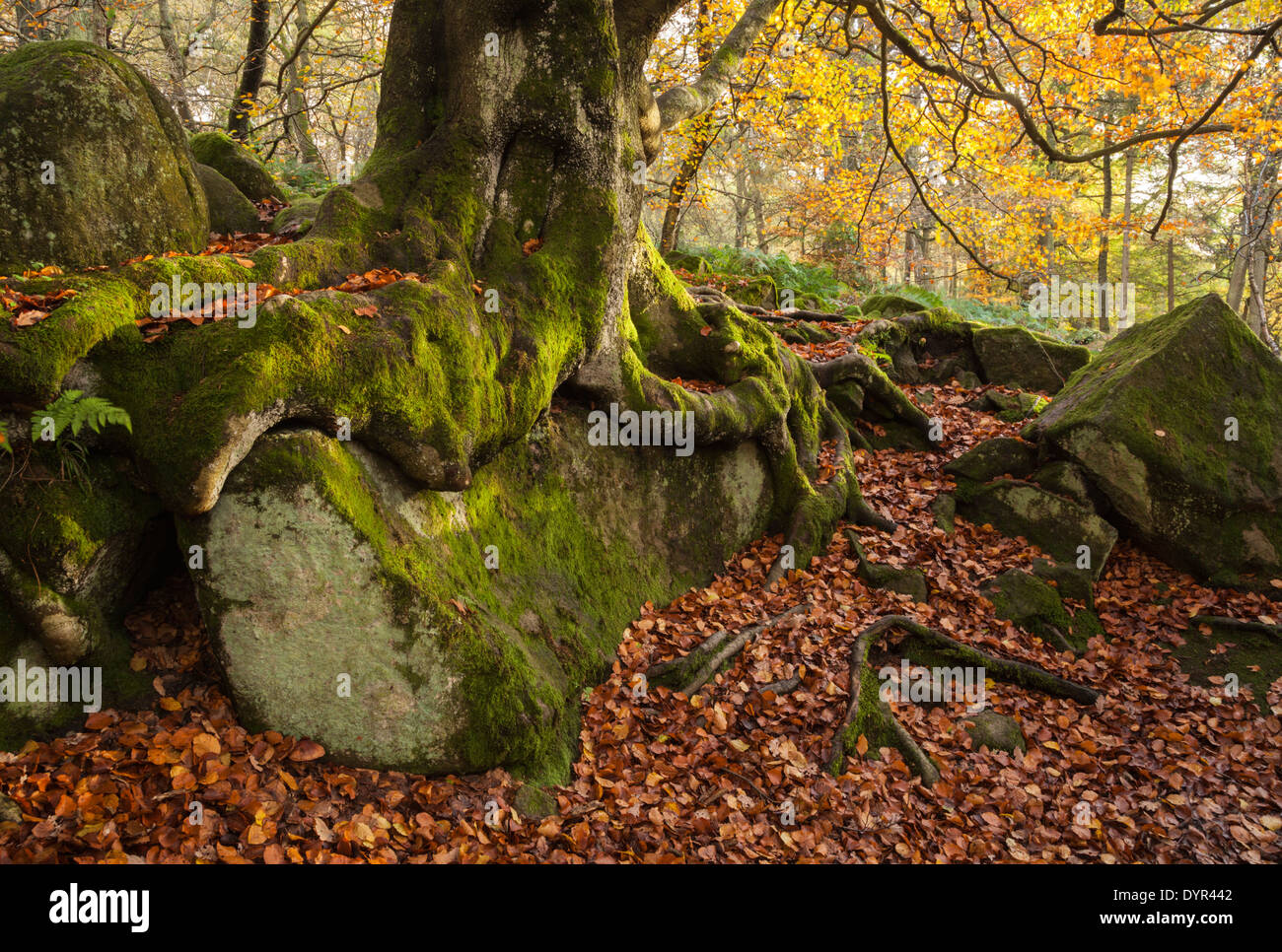 Roots of an ancient beech tree spread amongst gritstone boulders within ...