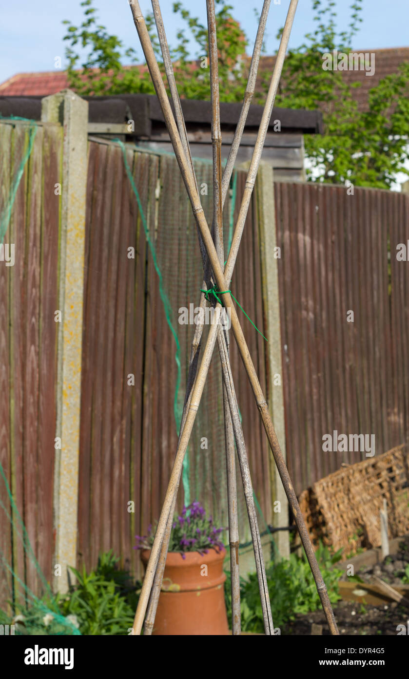Runner beans canes hi-res stock photography and images - Alamy