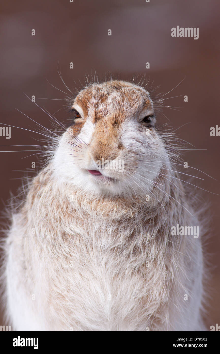 Spring hares hi-res stock photography and images - Alamy