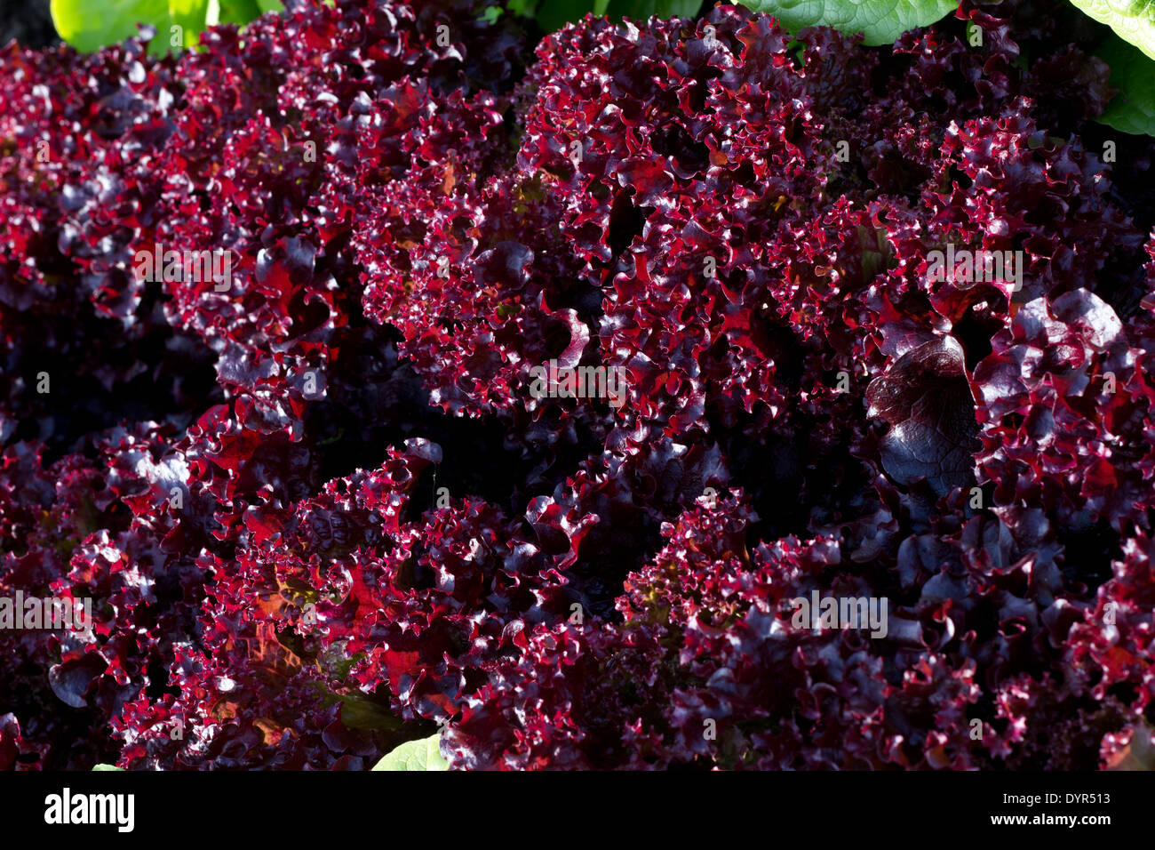 Frilly leaves hi-res stock photography and images - Alamy