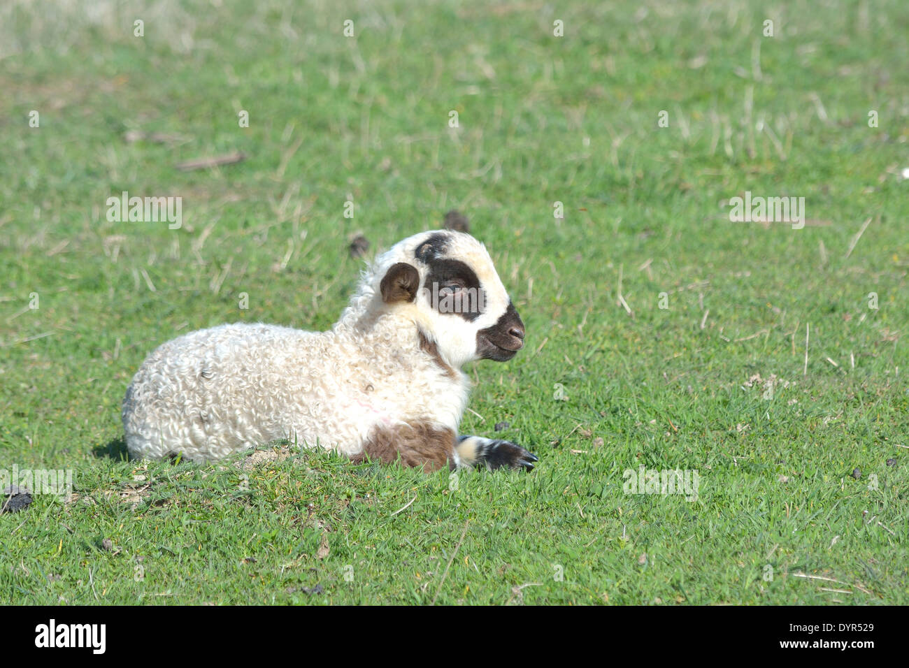 Easter food lamb hi-res stock photography and images - Alamy
