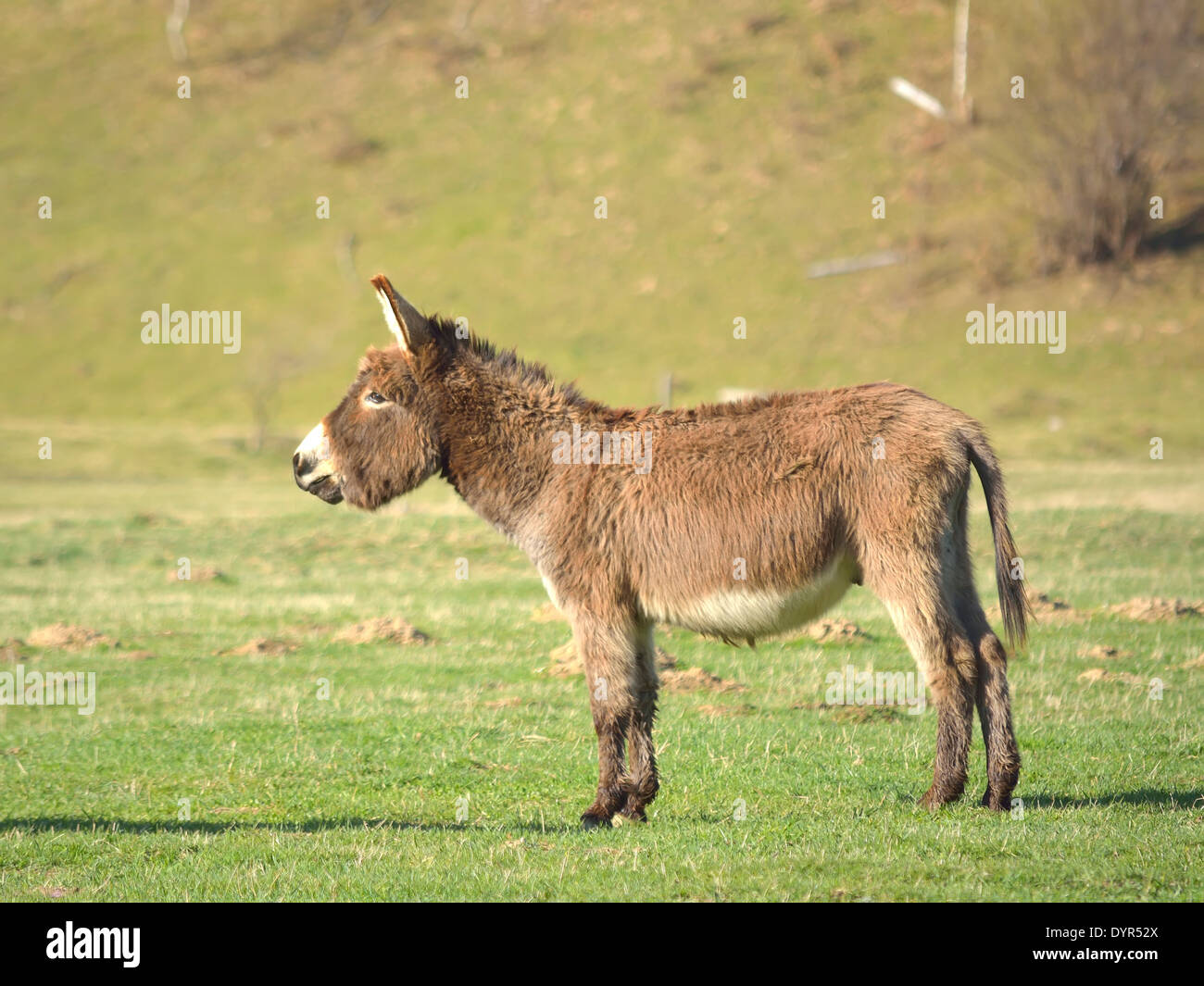Grey donkey in field Stock Photo - Alamy