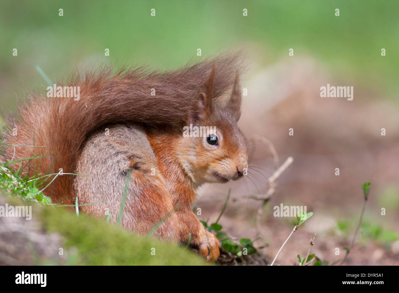 Red Squirrel (Sciurus vulgaris) in the forest, Highlands, Scotland, UK ...