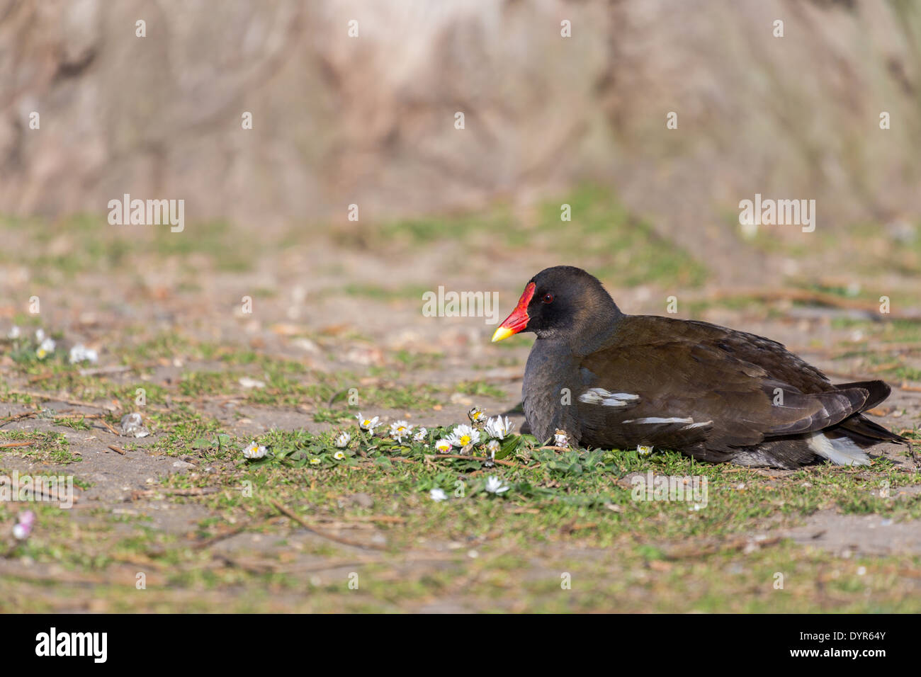 Resting moorhen hi-res stock photography and images - Alamy