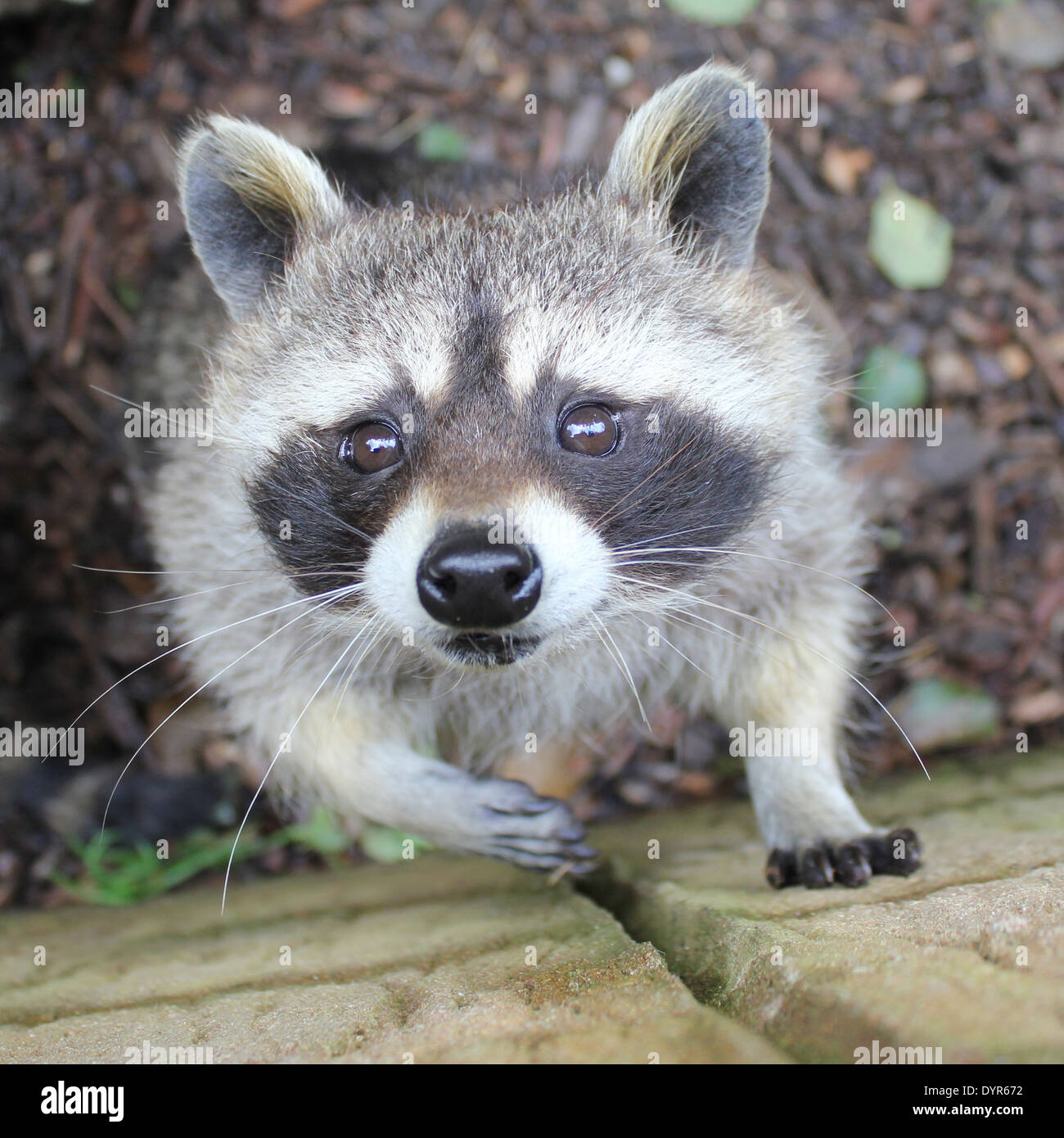 Raccoon face hi-res stock photography and images - Alamy