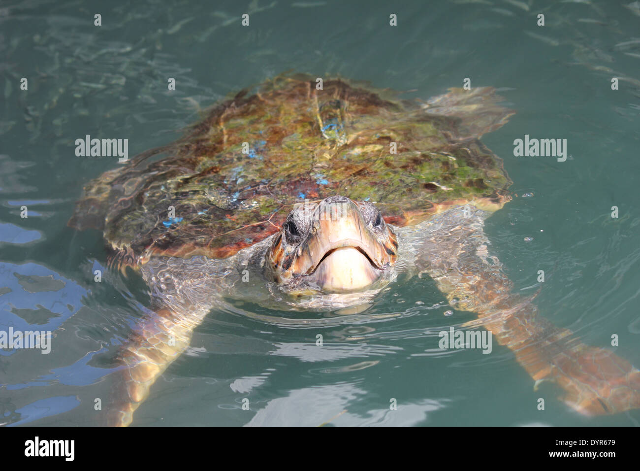 Male loggerhead sea turtle in Argostoli harbour Stock Photo - Alamy