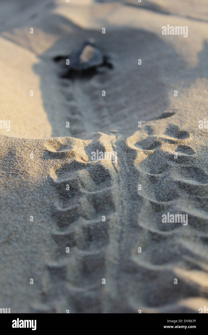 Sea turtle tracks in sand hi-res stock photography and images - Alamy
