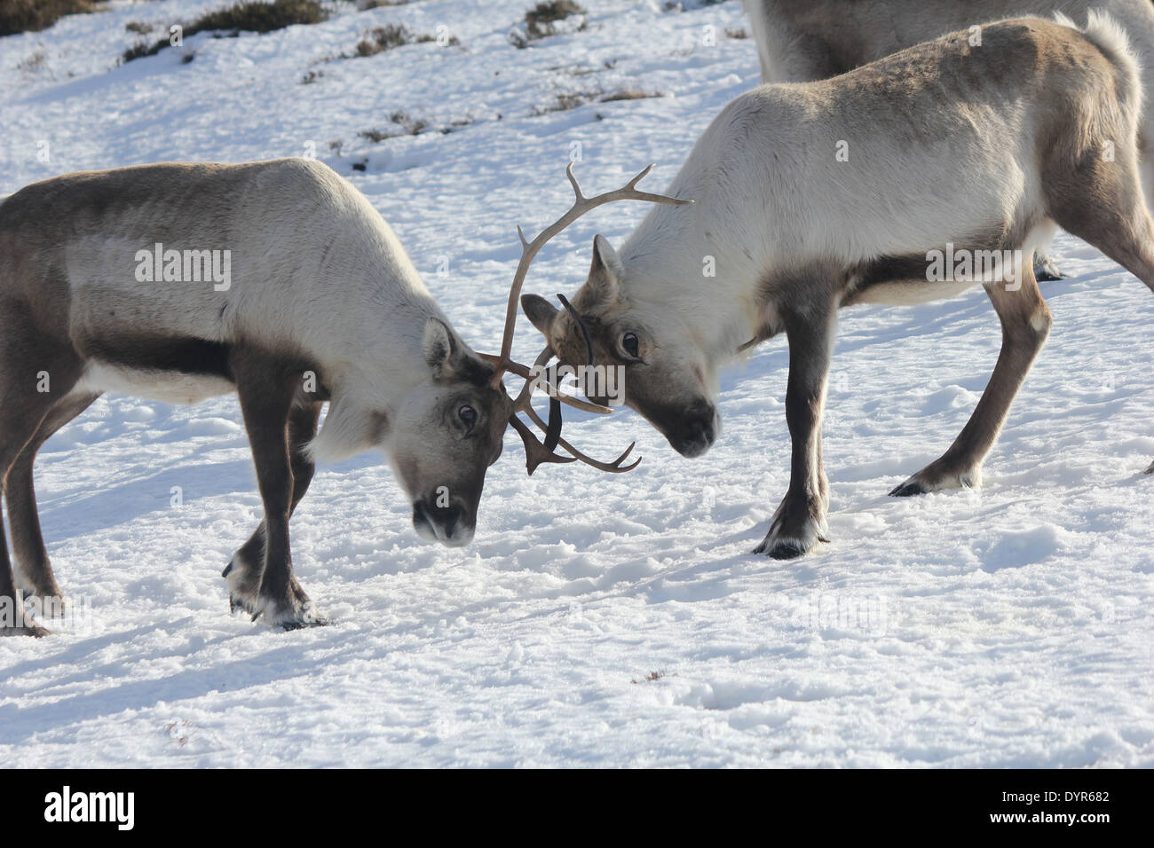 Caribou winter fight hi-res stock photography and images - Alamy