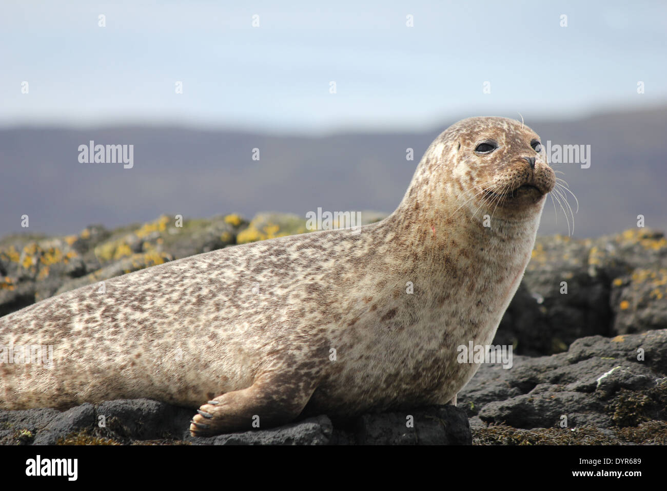 Seal scotland common hi-res stock photography and images - Alamy