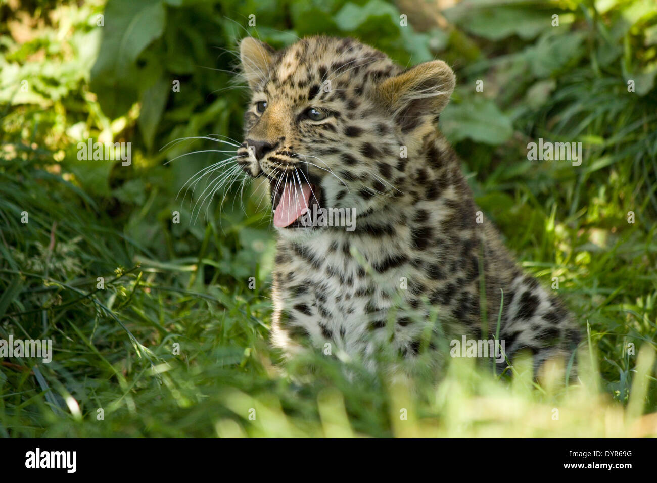 African leopard cub hi-res stock photography and images - Alamy