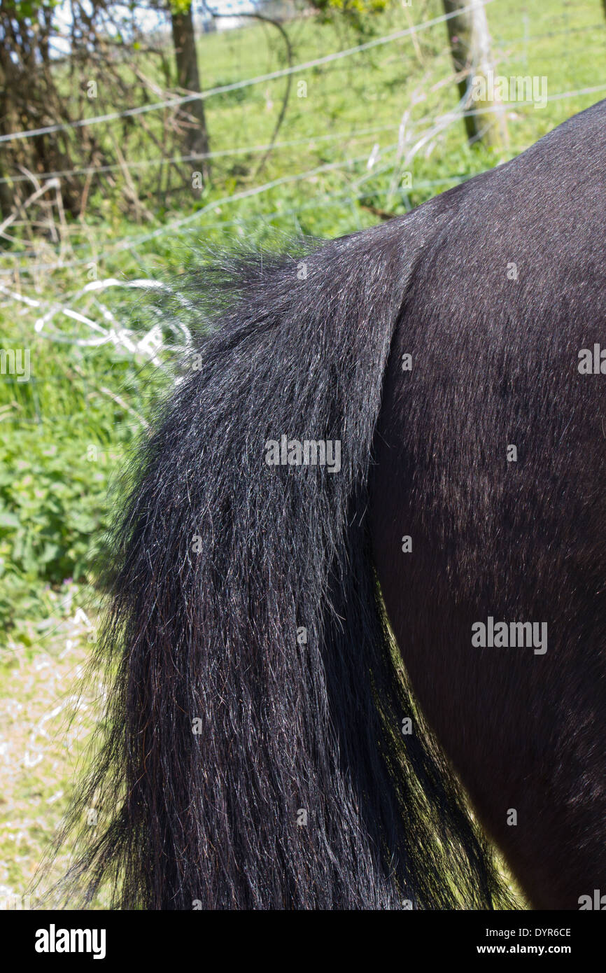 Horse rear view hi-res stock photography and images - Alamy