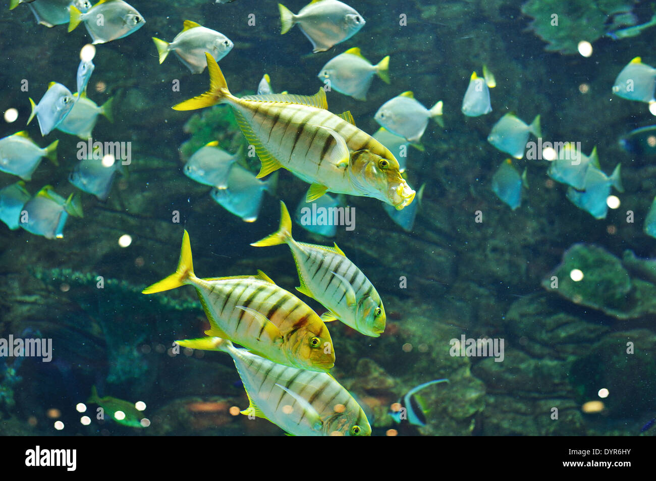 Fish stripe hi-res stock photography and images - Alamy