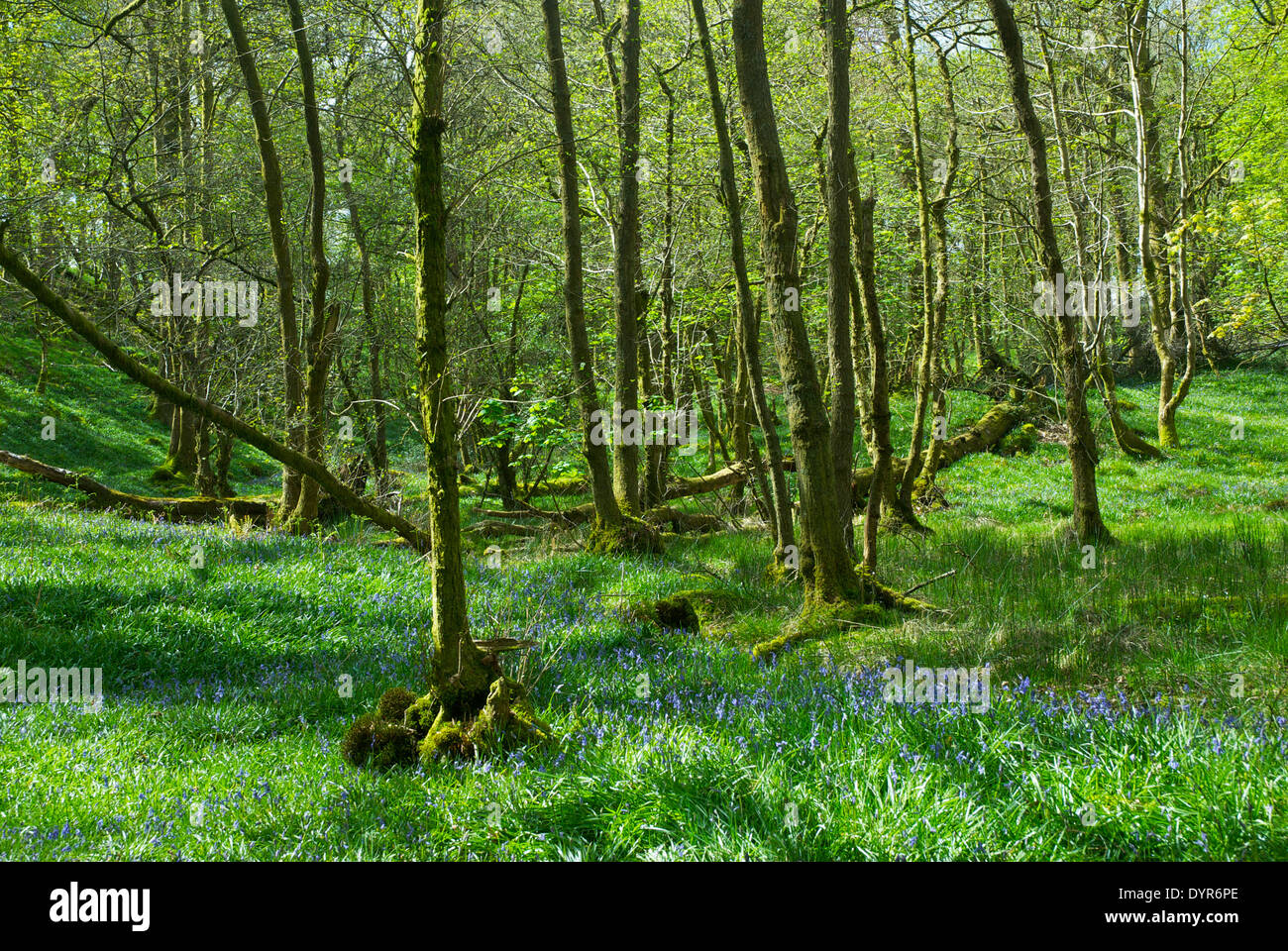 Woods managed by the national trust hi-res stock photography and images ...
