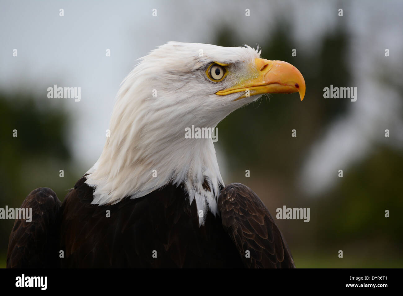Yellow beak of bald eagle hi-res stock photography and images - Alamy