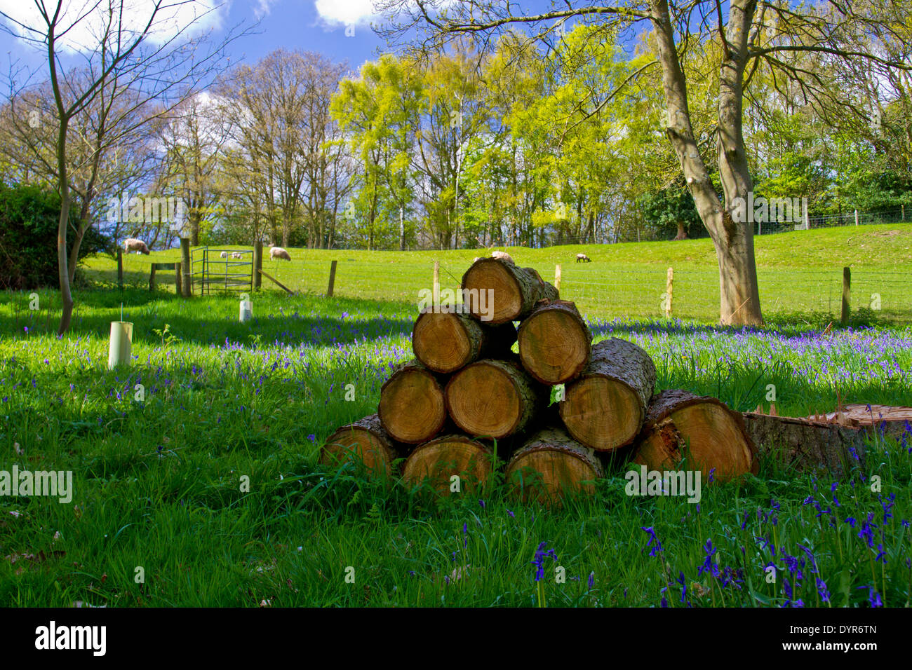Bodenham Arboretum, Worcestershire High Resolution Stock Photography ...