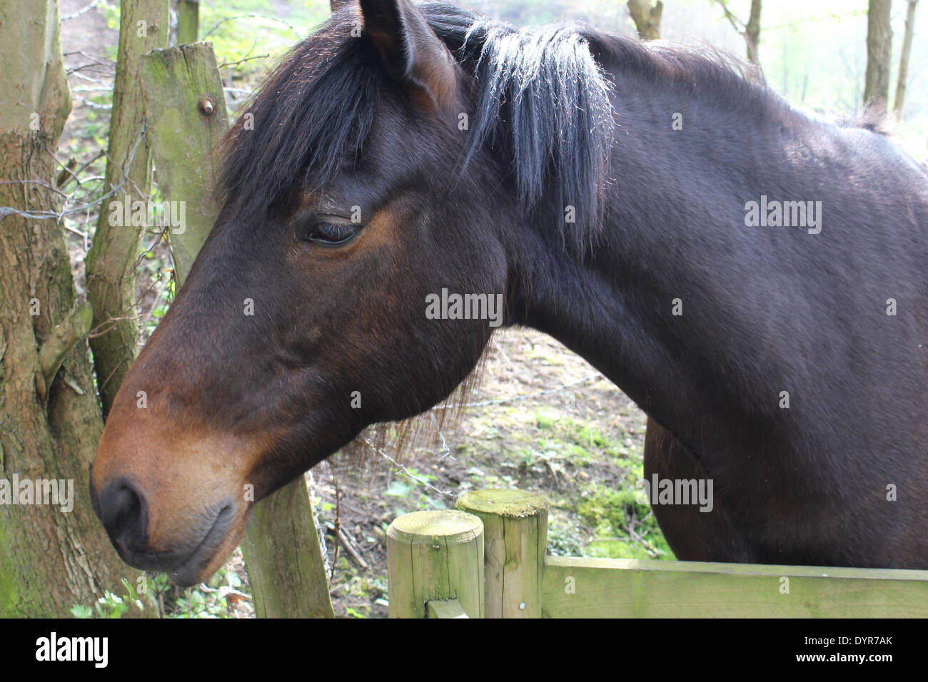 Horse mane forelock hi-res stock photography and images - Alamy