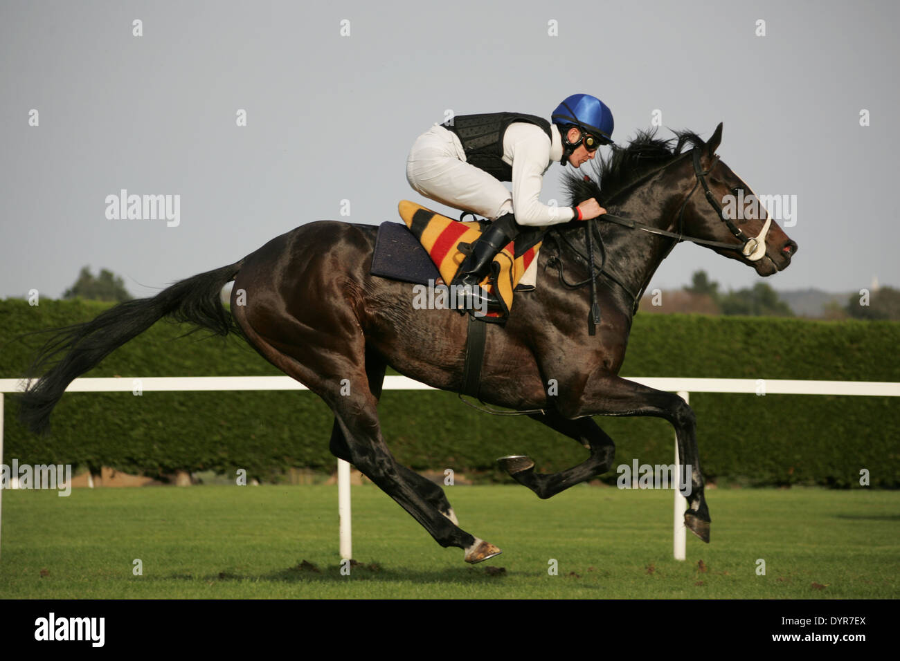 Horse galloping hi-res stock photography and images - Alamy