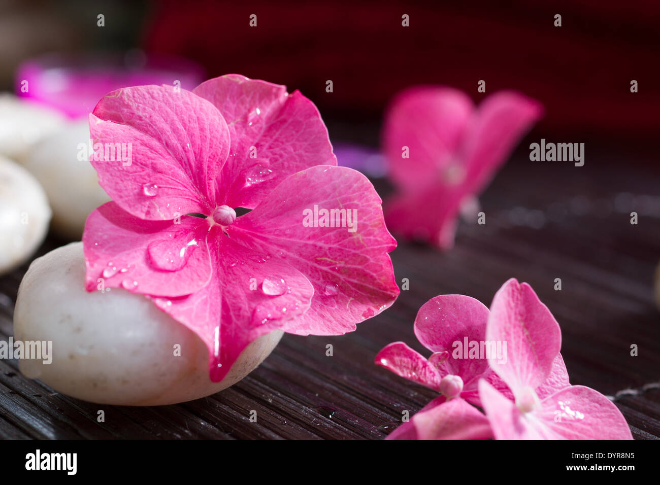 Close-up on pink hydrangea flower. Spa scene, relaxation, pampering ...