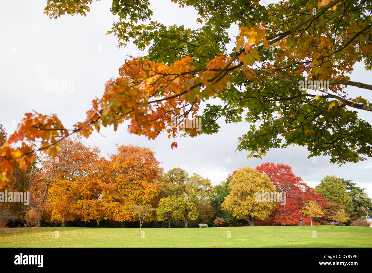 Autumn Colours in Surrey, UK Stock Photo - Alamy