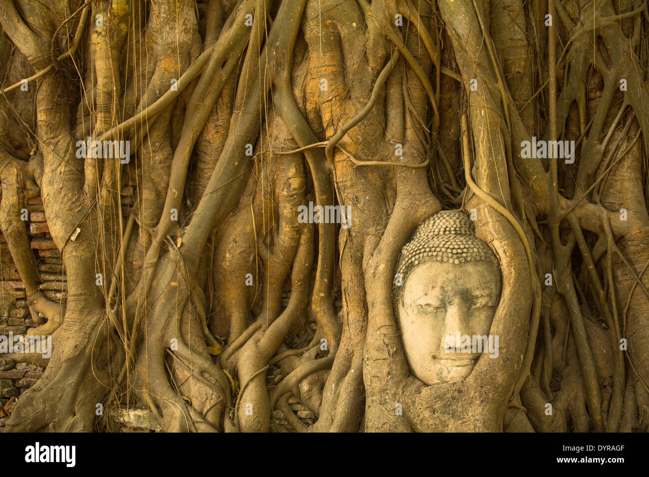 Buddha head in the roots of the tree - symbol of Ayutthaya Stock Photo ...