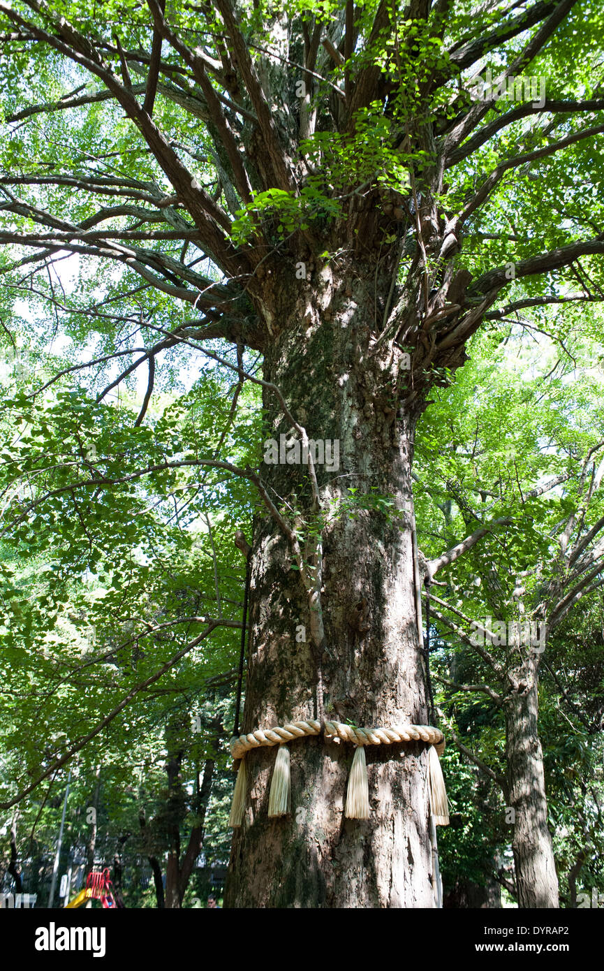 Akasaka hikawa shrine hi-res stock photography and images - Alamy